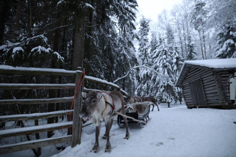 Rovaniemi: Husky and reindeer farm visit with sleigh rides - Final Thoughts
