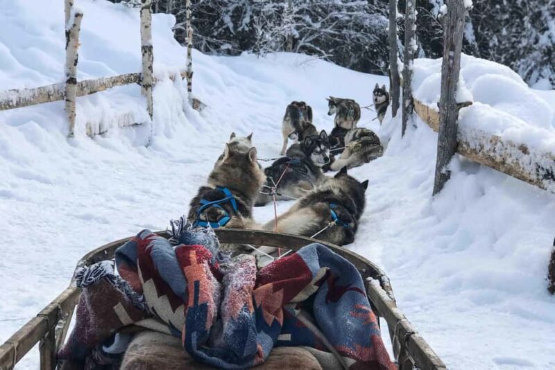 Rovaniemi: Husky Experience and Sled Ride with Pro Photos - Key Points