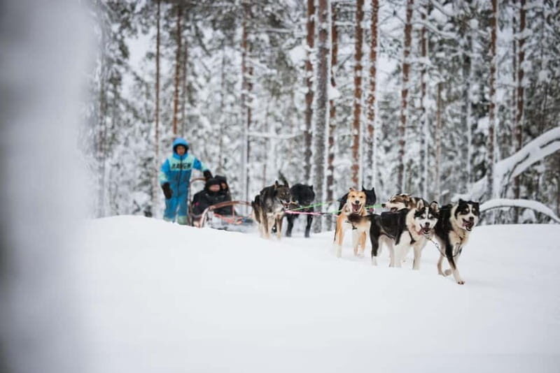 Rovaniemi: Husky Farm and Reindeer Experience - Key Points