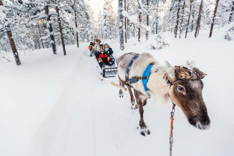 Rovaniemi: Husky Farm and Reindeer Experience - What to Expect from the Tour