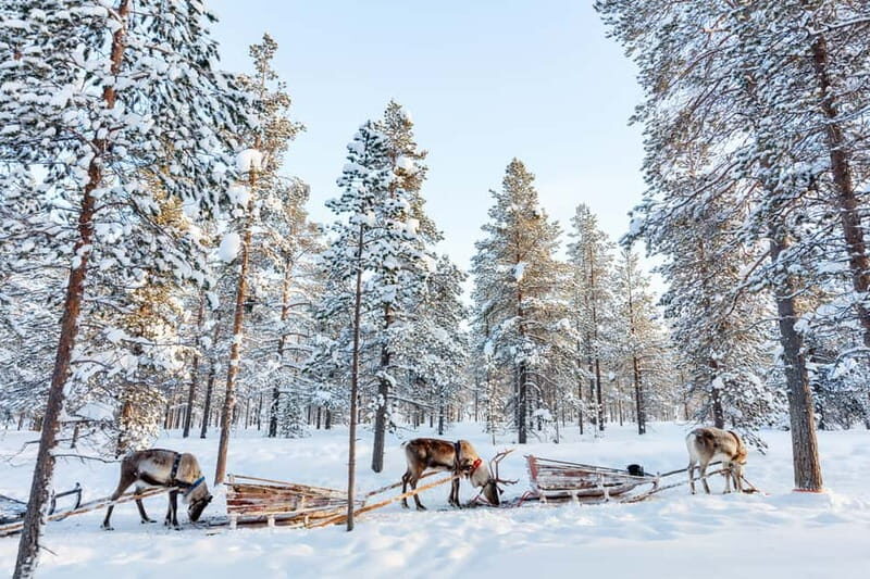 Rovaniemi: Husky Farm and Reindeer Experience - Authenticity and Family Friendliness