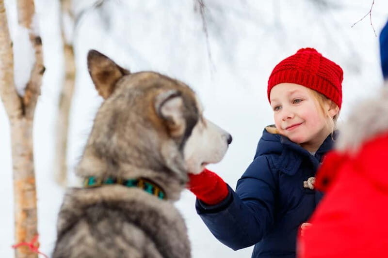 Rovaniemi: Husky Farm and Reindeer Experience - Overall Impressions