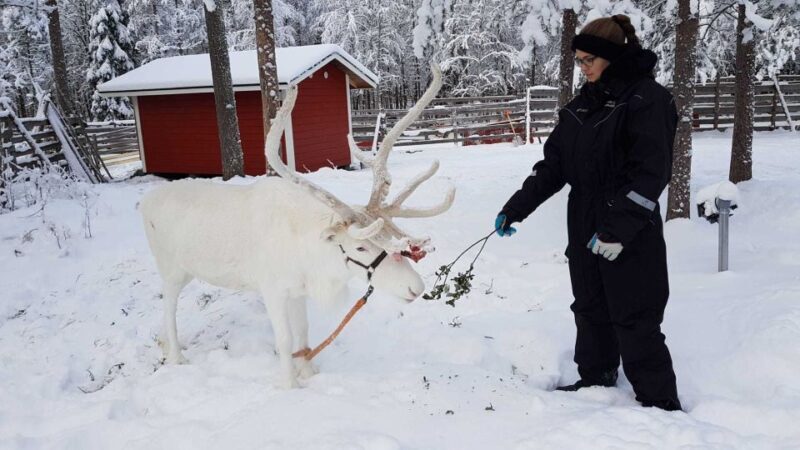 Rovaniemi: Husky Farm and Reindeer Experience - FAQ