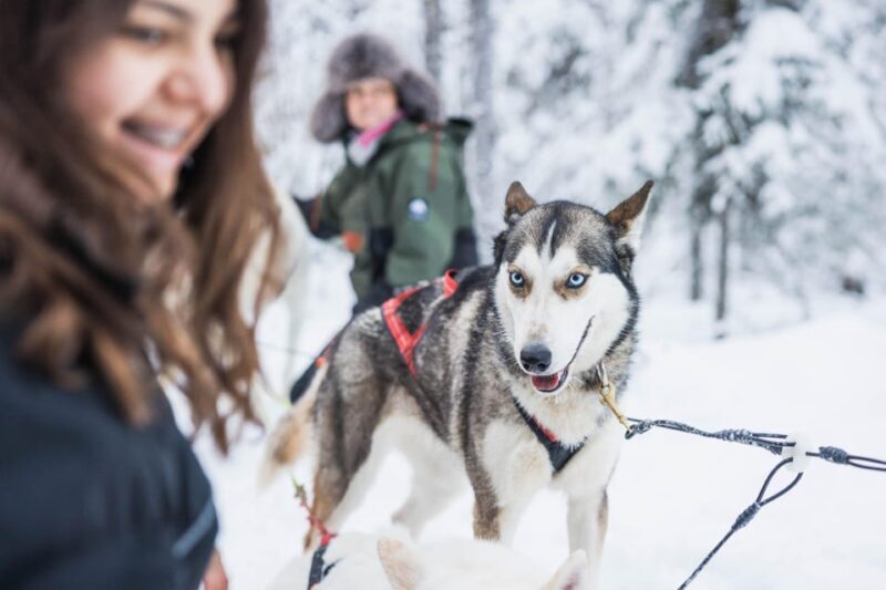 Rovaniemi: Husky Farm Visit with a Sledge Ride - Key Points