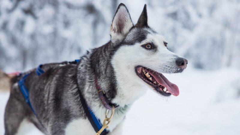 Rovaniemi: Husky Farm Visit with a Sledge Ride - FAQ