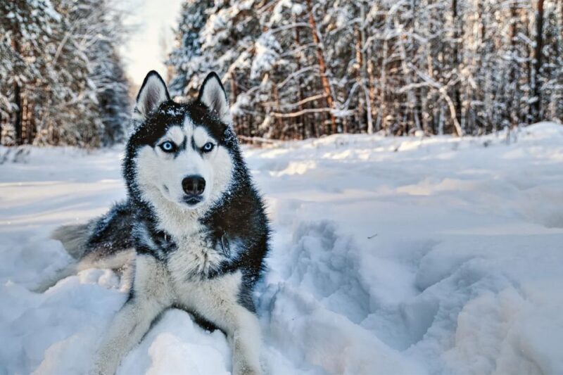 Rovaniemi: Husky Safari on a Snowy Trail - The Practical Side: Transport, Group Size, and Pricing