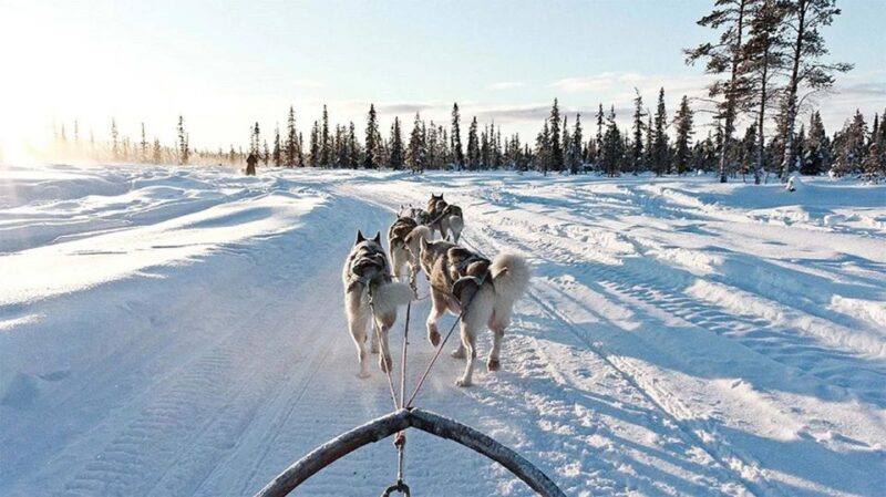 Rovaniemi: Husky Safari on a Snowy Trail - FAQ
