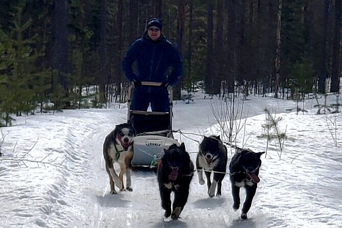 Rovaniemi Husky Safari - Self Drive Adventure 6-10km + BBQ - What to Expect from the Rovaniemi Husky Safari