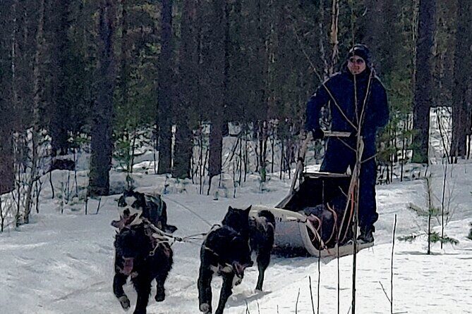 Rovaniemi Husky Safari - Self Drive Adventure 6-10km + BBQ - Why This Tour Excels