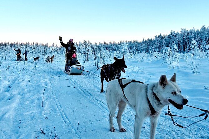 Rovaniemi Husky Safari - Self Drive Adventure 6-10km + BBQ - Frequently Asked Questions