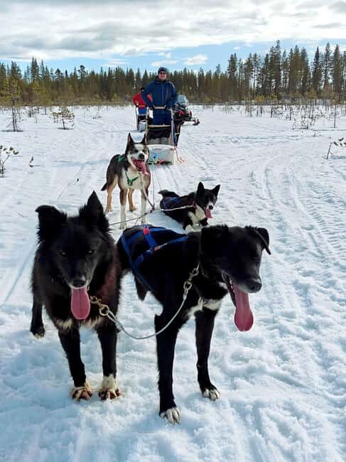 Rovaniemi: Husky Safari with Transfers & BBQ - An In-Depth Look at the Rovaniemi Husky Safari