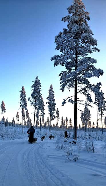 Rovaniemi: Husky Safari with Transfers & BBQ - Final Thoughts