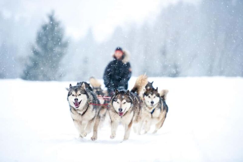 Rovaniemi: Husky Sled Ride 2km and Kennel Visit with Pickup - The Experience: What to Expect from Start to Finish