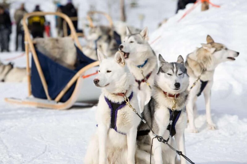 Rovaniemi: Husky Sled Ride 2km and Kennel Visit with Pickup - FAQ