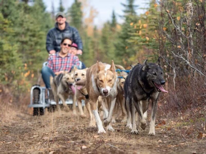 Rovaniemi: Husky Sled Ride and Farm Visit - Practical Tips for Your Visit