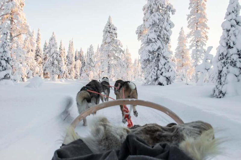 Rovaniemi: Husky Sled Ride and Farm Visit - Who Will Love This Experience?
