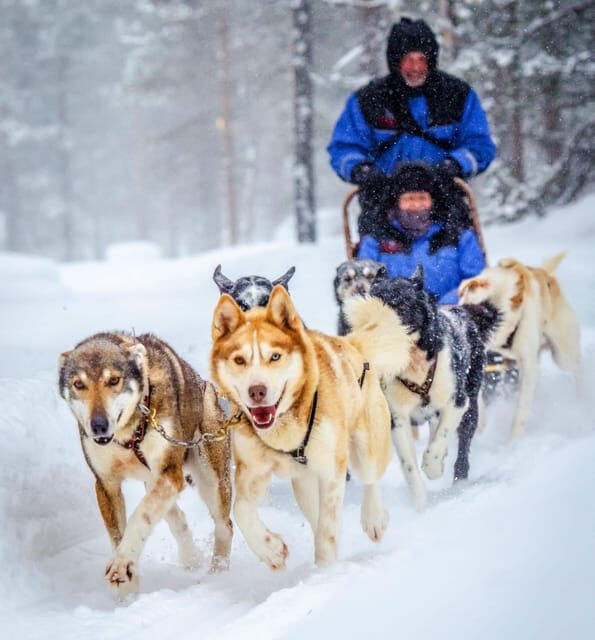 Rovaniemi: Husky Sled Ride and Farm Visit - FAQ