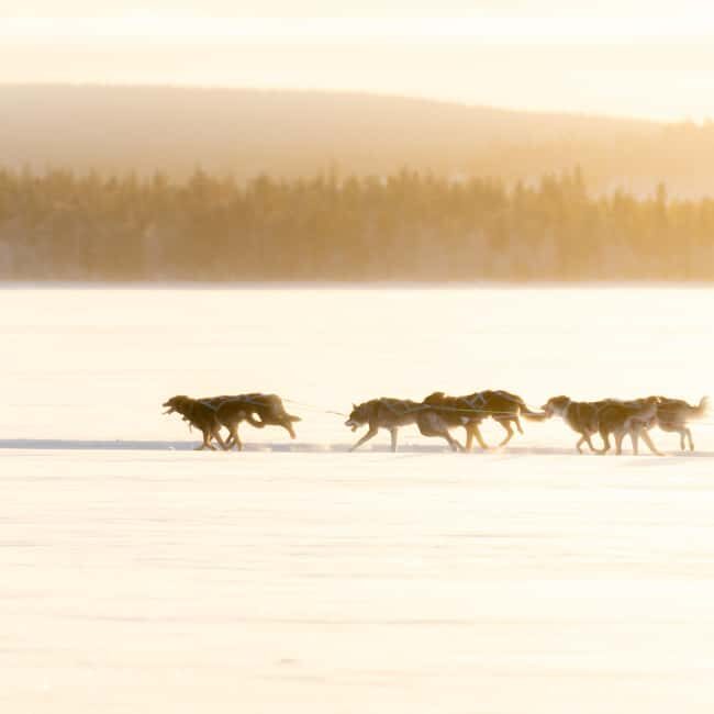 Rovaniemi: Insider 10 km Husky Sled Ride - The Sum Up: Who Is This Tour Perfect For?