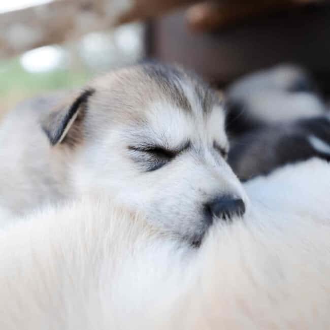 Rovaniemi: Insider 10 km Husky Sled Ride - FAQ