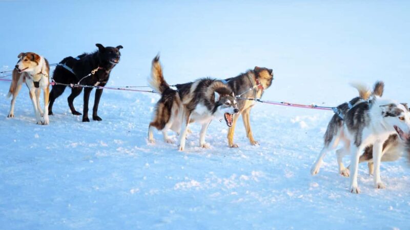Rovaniemi: Insider 5km Husky Self Drive Tour - The Practical Details
