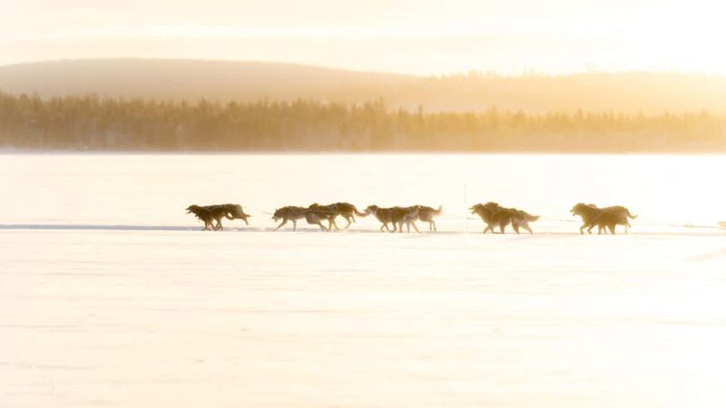 Rovaniemi: Insider 5km Husky Self Drive Tour - FAQ