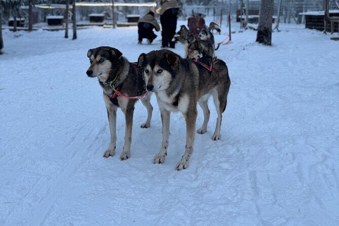 Rovaniemi Lapland Husky Experience 5km - Price & Value Analysis