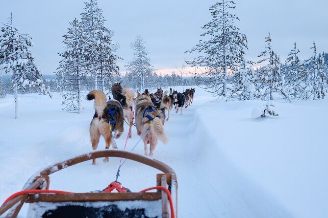 Rovaniemi Lapland Husky Experience 5km - Final Thoughts