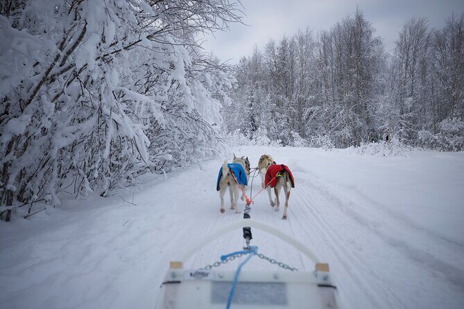 Rovaniemi Lapland Husky Experience 5km - Frequently Asked Questions
