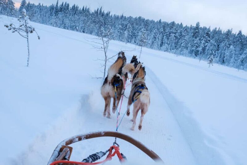 Rovaniemi: Lapland Wilderness Husky Safari 7,5 km - What to Expect from the Husky Safari
