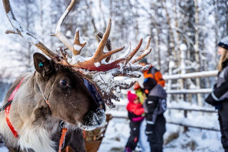 Rovaniemi: Local Reindeer Farm Visit with Sleigh Ride - An In-Depth Look at the Tour Experience