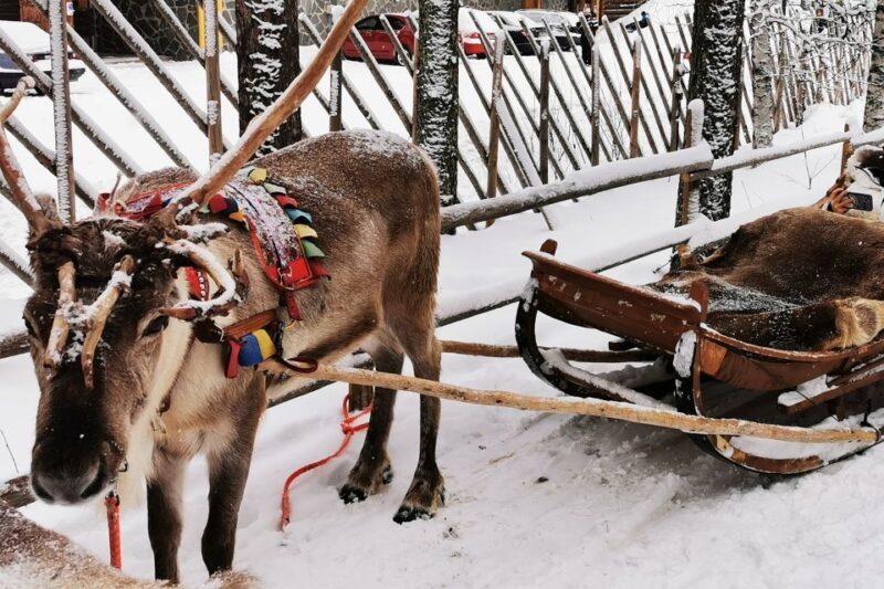 Rovaniemi: Meet Santa Claus, Reindeer Sleigh Ride & Huskies - Value and Price