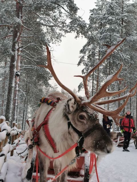 Rovaniemi: Meet Santa Claus, Reindeer Sleigh Ride & Huskies - Authenticity and Review Insights