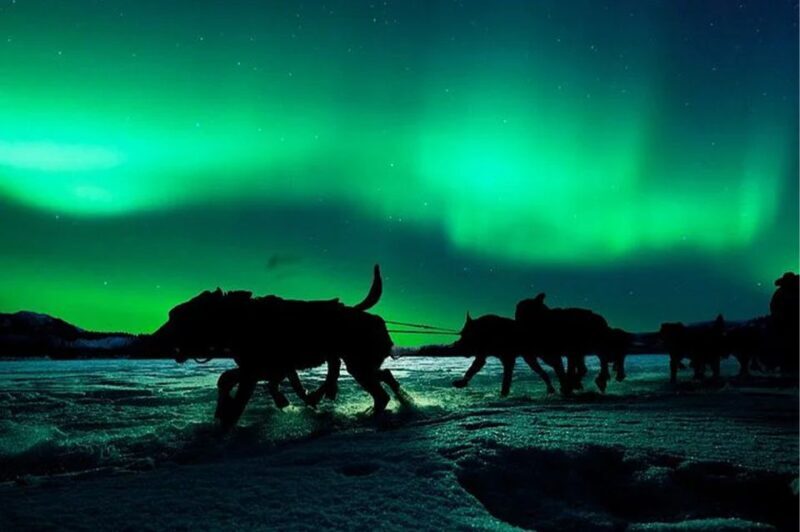 Rovaniemi: Northern Lights and Husky Sleigh Ride - Who Will Love This Tour?