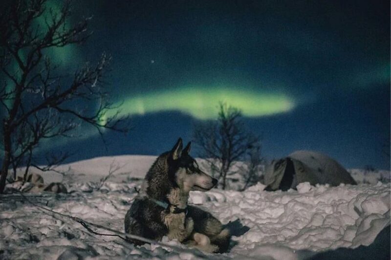 Rovaniemi: Northern Lights and Husky Sleigh Ride - The Sum Up