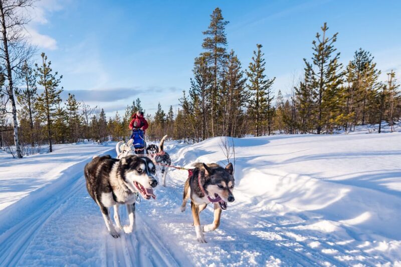 Rovaniemi: One Hour Husky Experience - The Itinerary: What to Expect