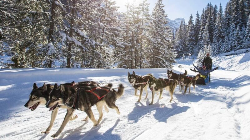 Rovaniemi: One Hour Husky Experience - FAQ