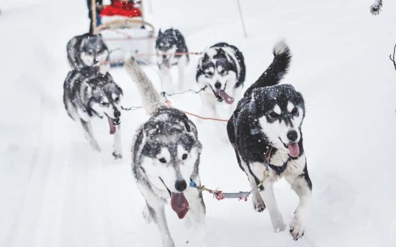 Rovaniemi: One Hour Husky Trip with hotel pick up - The Value of this Tour