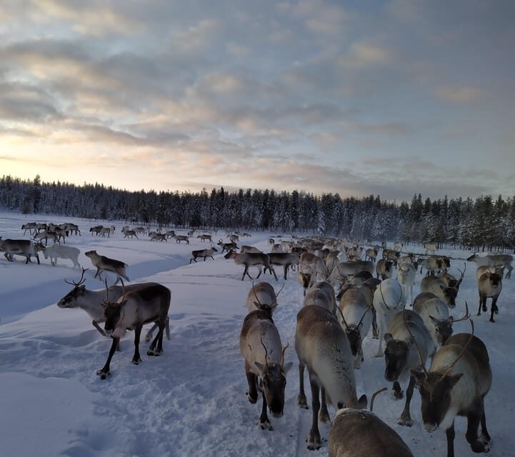 Rovaniemi: Private Reindeer Farm Visit and Walk-Along - Rovaniemi: Private Reindeer Farm Visit and Walk-Along – An Authentic Arctic Encounter