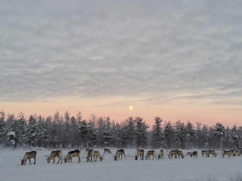 Rovaniemi: Private Reindeer Farm Visit and Walk-Along - Key Points