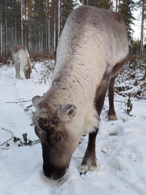 Rovaniemi: Private Reindeer Farm Visit and Walk-Along - FAQ
