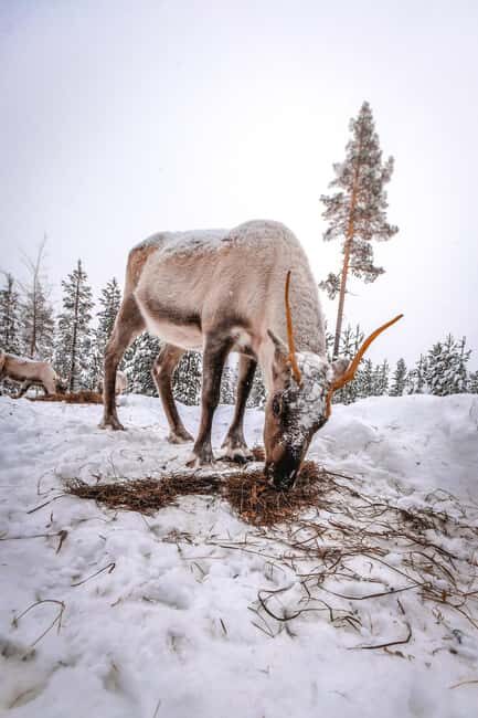 Rovaniemi: Private Santa Claus Village Tour & Sleigh Ride - Key Points