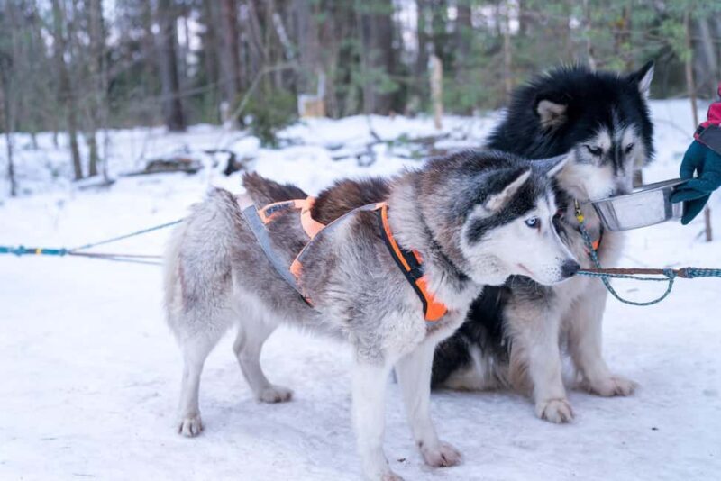 Rovaniemi: Private Santa Claus Village Tour & Sleigh Ride - What to Expect from the Tour
