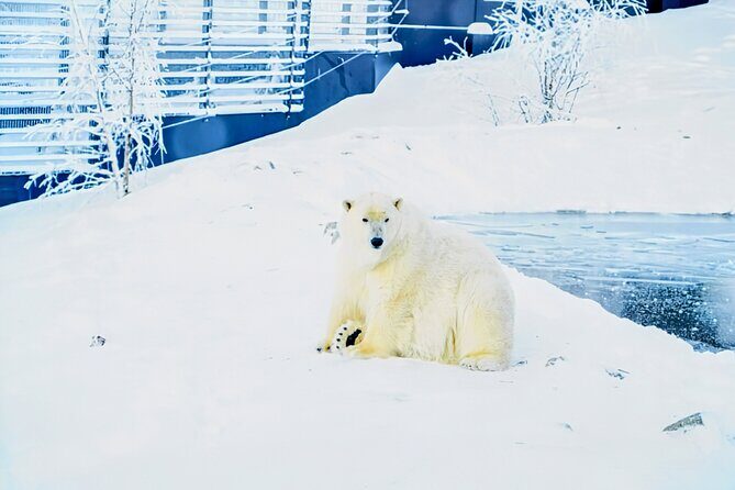 Rovaniemi: Ranua Arctic Wildlife Zoo Park Tour & Hot BBQ lunch - Key Points