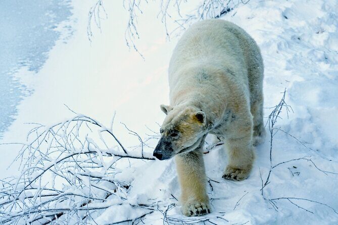 Rovaniemi: Ranua Arctic Wildlife Zoo Park Tour & Hot BBQ lunch - Authenticity and Value
