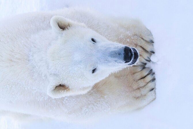 Rovaniemi: Ranua Arctic Wildlife Zoo Park Tour & Hot BBQ lunch - Final Thoughts