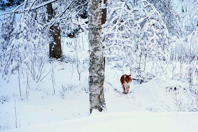 Rovaniemi: Ranua Arctic Wildlife Zoo Park Tour & Hot BBQ lunch - Frequently Asked Questions