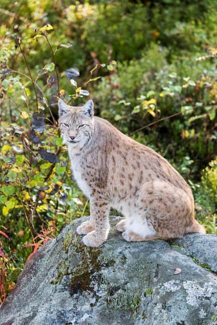 Rovaniemi: Ranua Wildlife Park Day Trip - Key Points