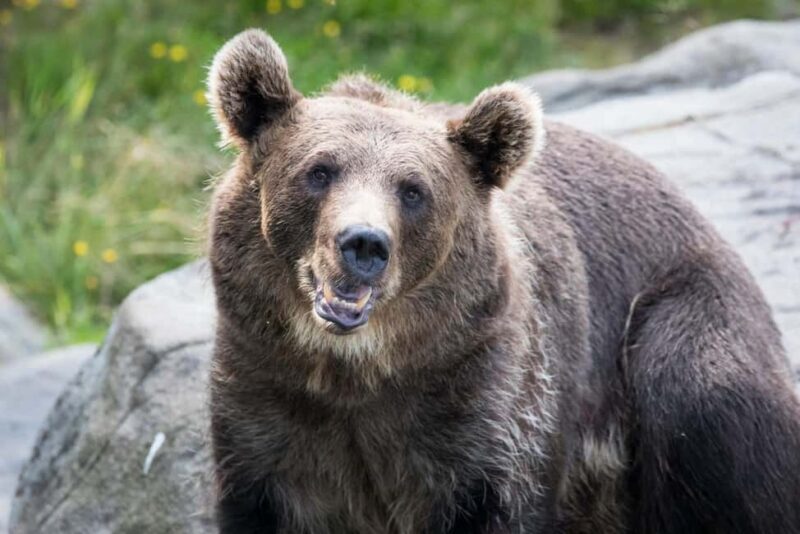 Rovaniemi: Ranua Wildlife Park Day Trip - The Itinerary Breakdown