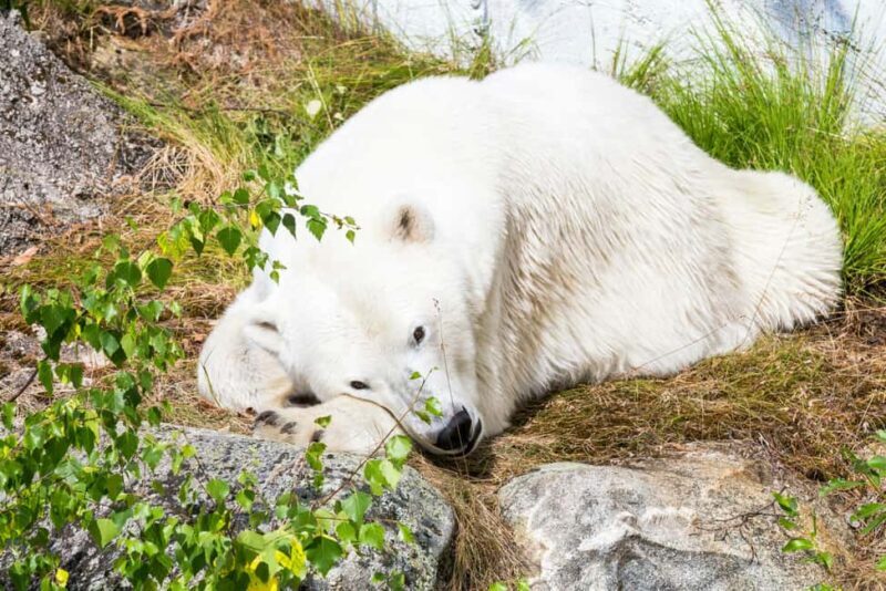 Rovaniemi: Ranua Wildlife Park Day Trip - The Wildlife Encounters and Photography