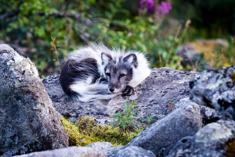 Rovaniemi: Ranua Wildlife Park Day Trip - Practical Tips and What to Bring
